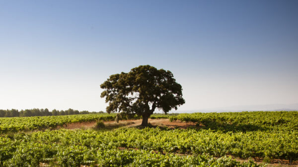 Walk in the Woods Wit - Sauvignon Blanc - viaVIÑA